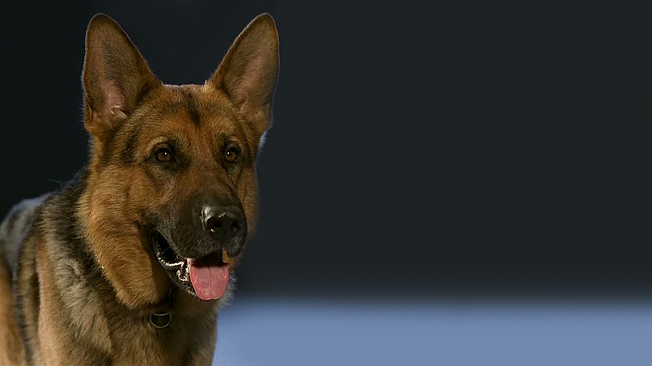 TV Time - Kommissar Rex (TVShow Time)